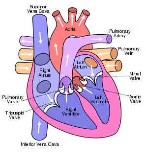 How The Human Heart Pumps