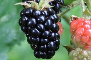 10+ Fruits That Start With Z