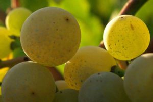 11 Fruit Names That Start With X