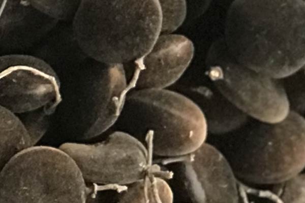 List of Fruits & Vegetable Names That Start With X