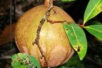 11 Fruit Names That Start With X