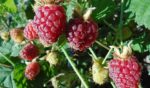 List of Fruits That Start With Y: Fruit Names List