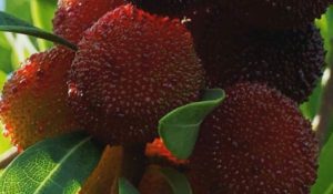 List of Fruits That Start With Y: Fruit Names List