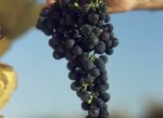 Top 16 Fruits That Start With N