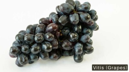 Fruit Names That Start With V - Fruits List