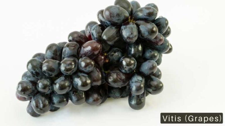 Fruit Names That Start With V - Fruits List